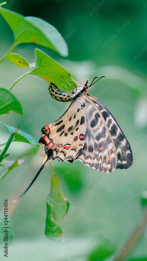 Sericinus montela, the dragon swallowtail, is a member of the subfamily ...