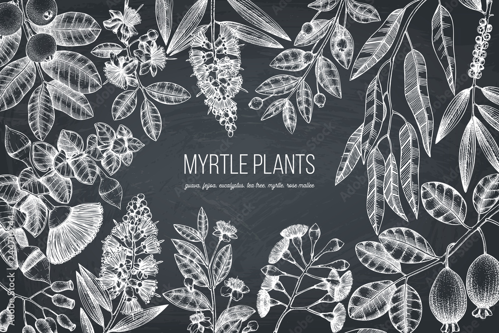 Botanical background with beautiful myrtle plants sketches. Hand drawn ...