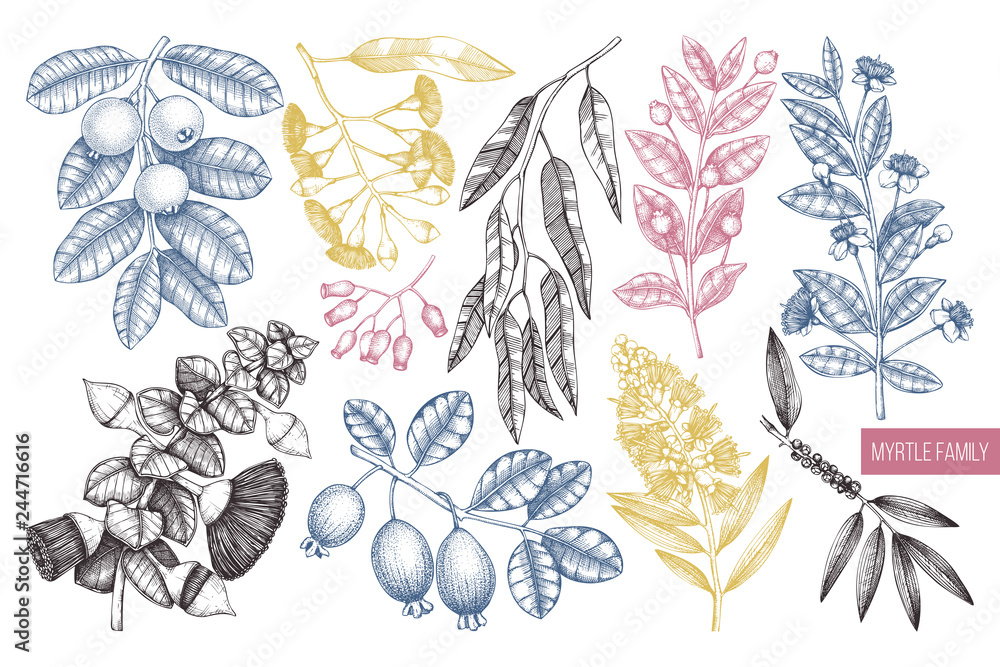 Vector collection of Myrtle family plants illustrations. Hand drawn ...