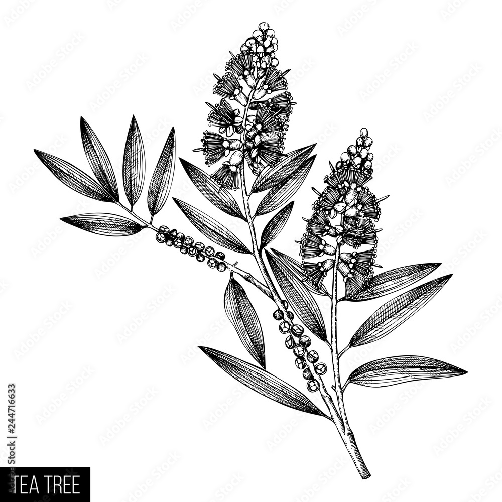Hand drawn tea tree (tea olive) sketches on white background. Cosmetics ...