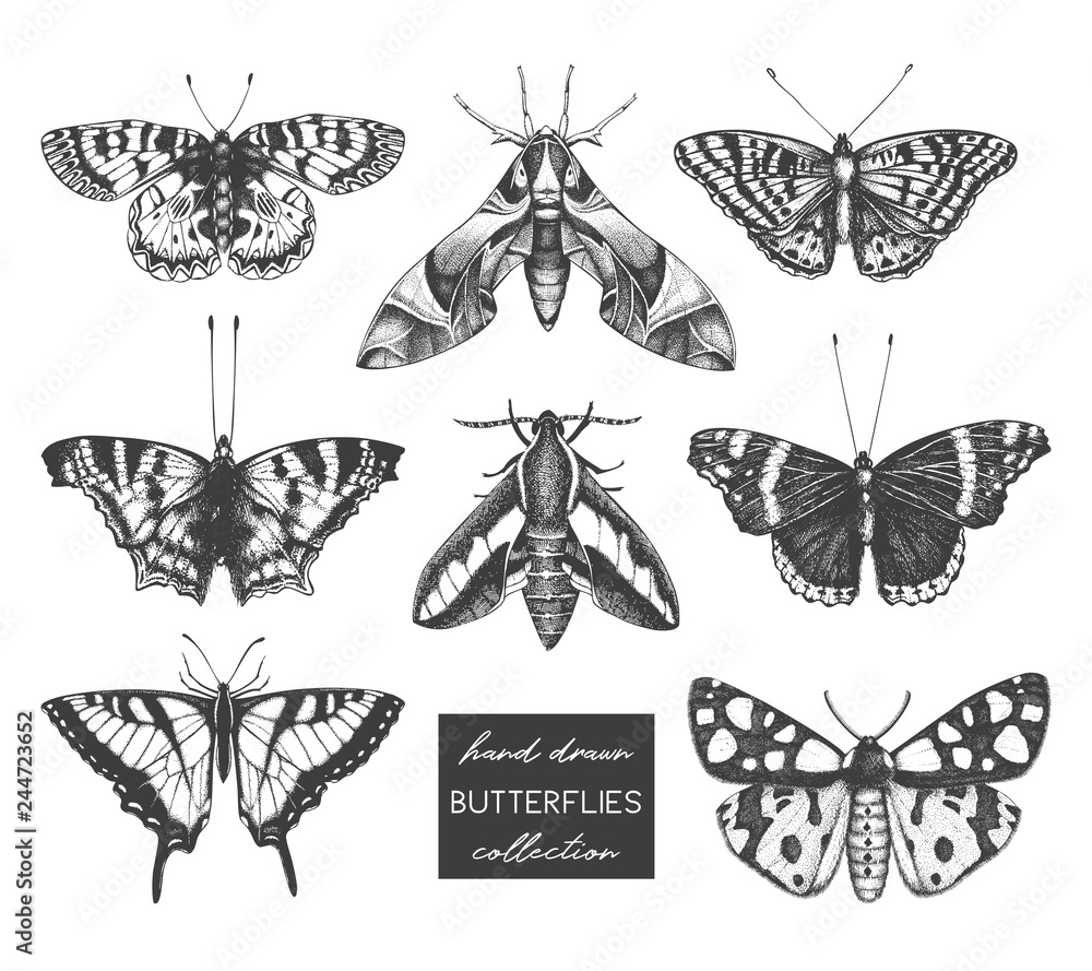 Vector collection of high detailed insects sketches. Hand drawn ...