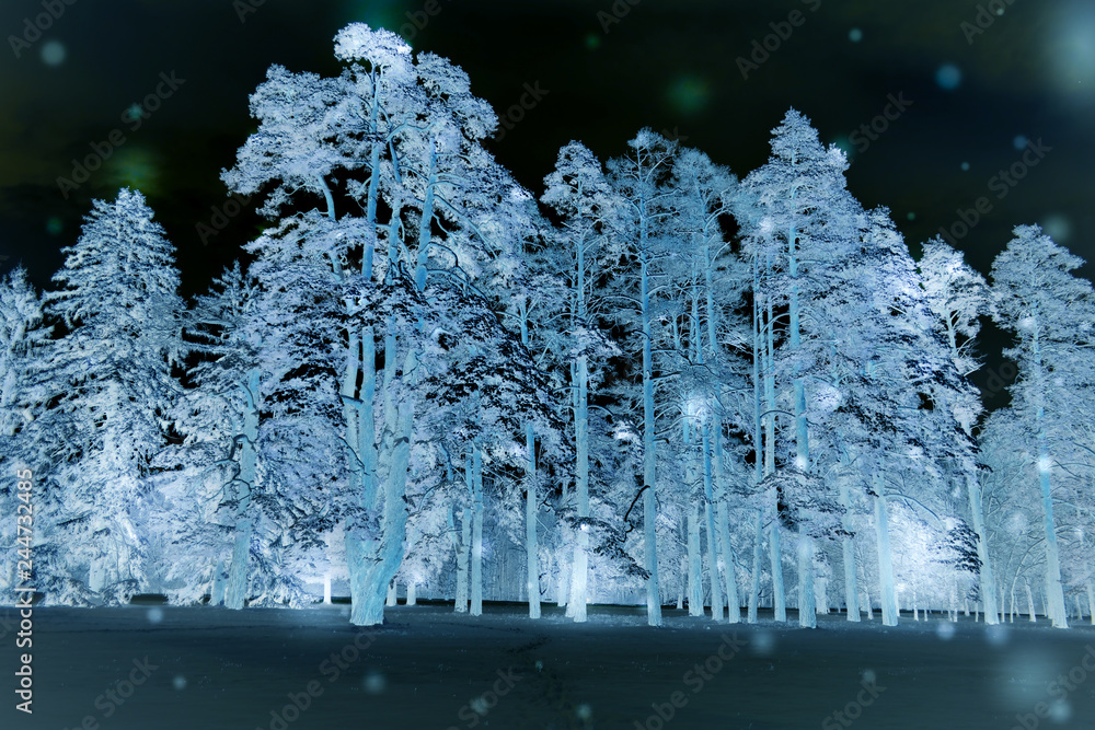 Night Forest Blizzard