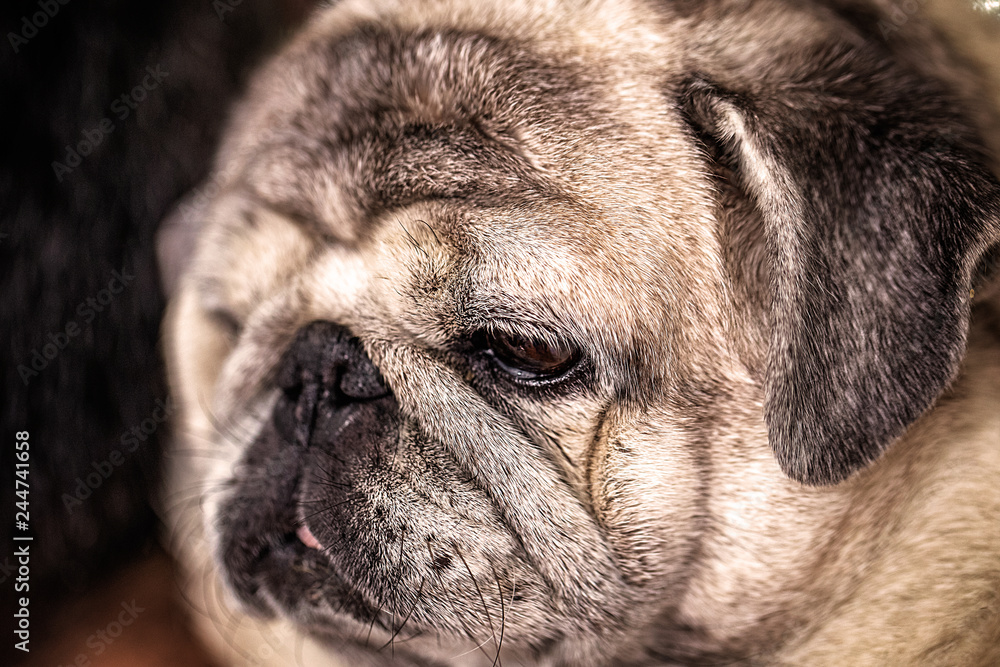 Funny Fat Dog Pictures