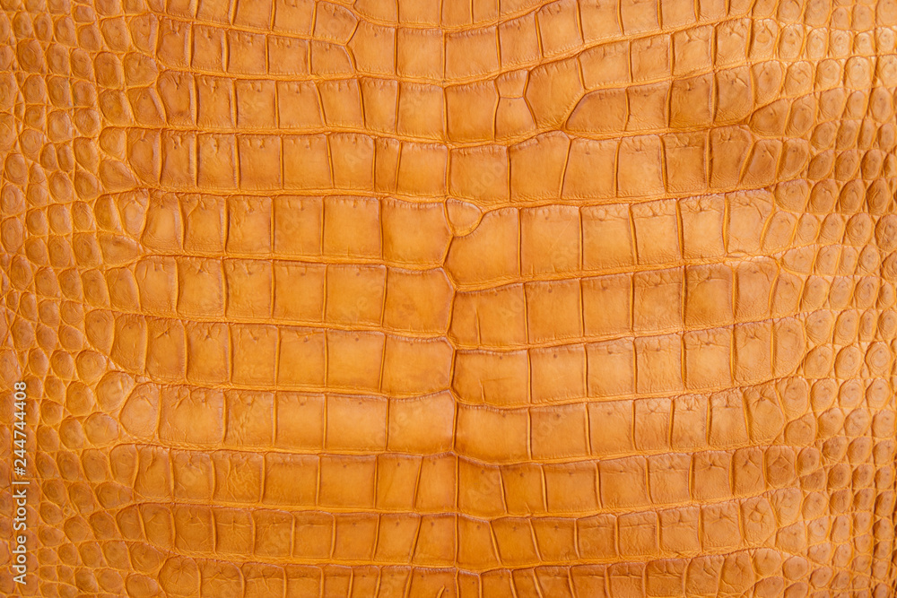 Close up of brown Crocodile,Alligator belly skin texture use for ...