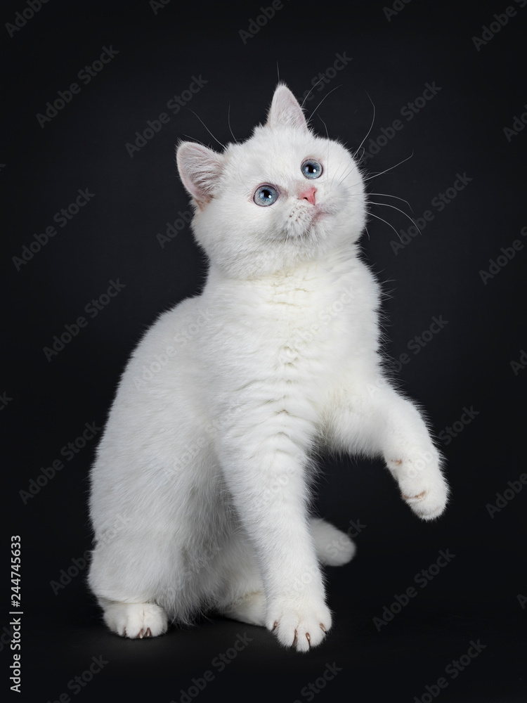 British Shorthair Silver