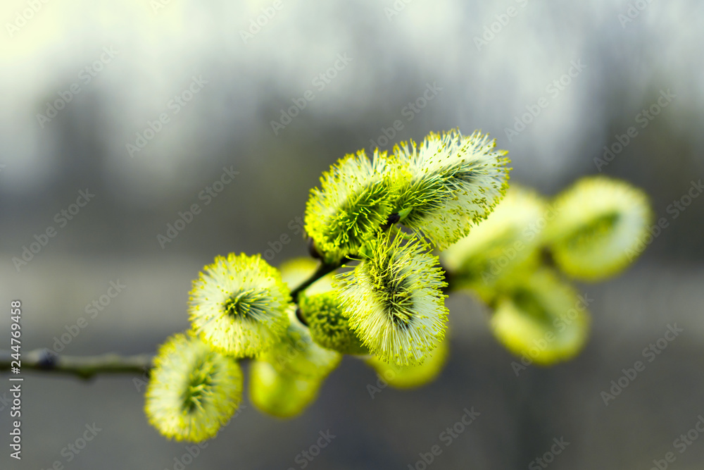 Spring flowering branches of willow. Easter palm sunday holiday ...