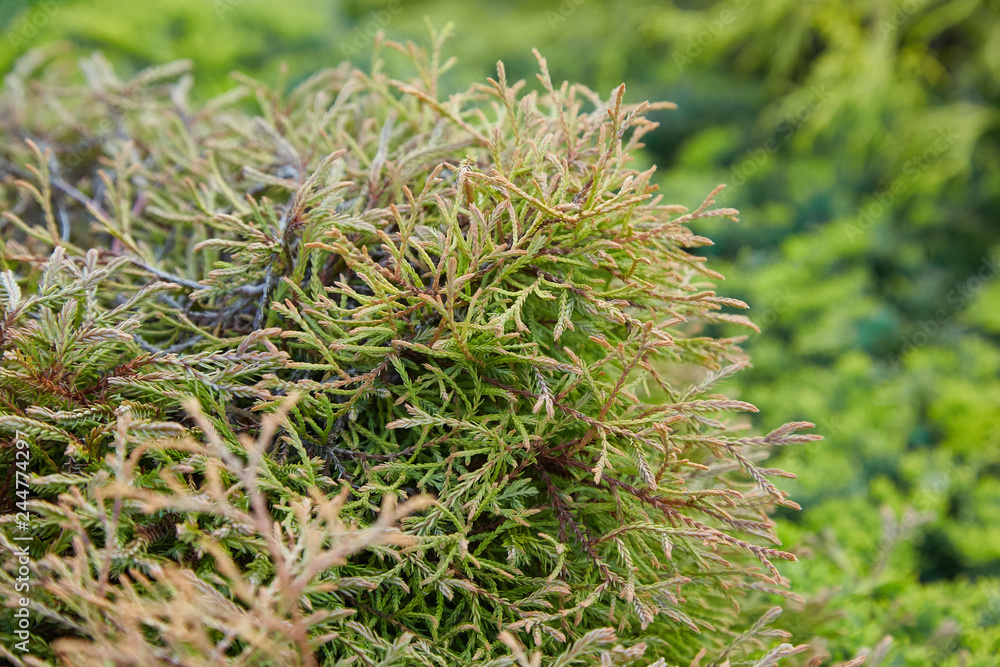 Platycladus orientalis (also known as Chinese thuja, Oriental ...