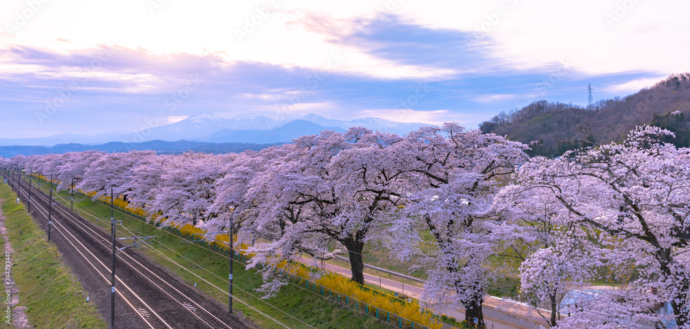 JR Tohoku train railroad track with row of full bloom cherry tree along ...