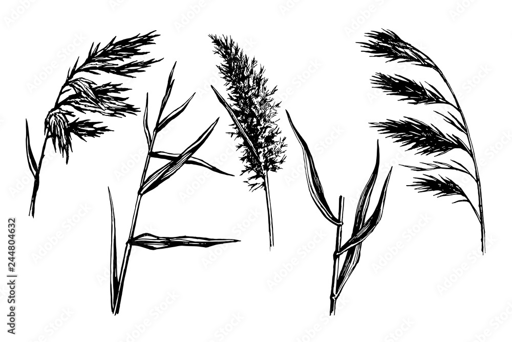 Reed Hand drawn sketch Stock Vector | Adobe Stock