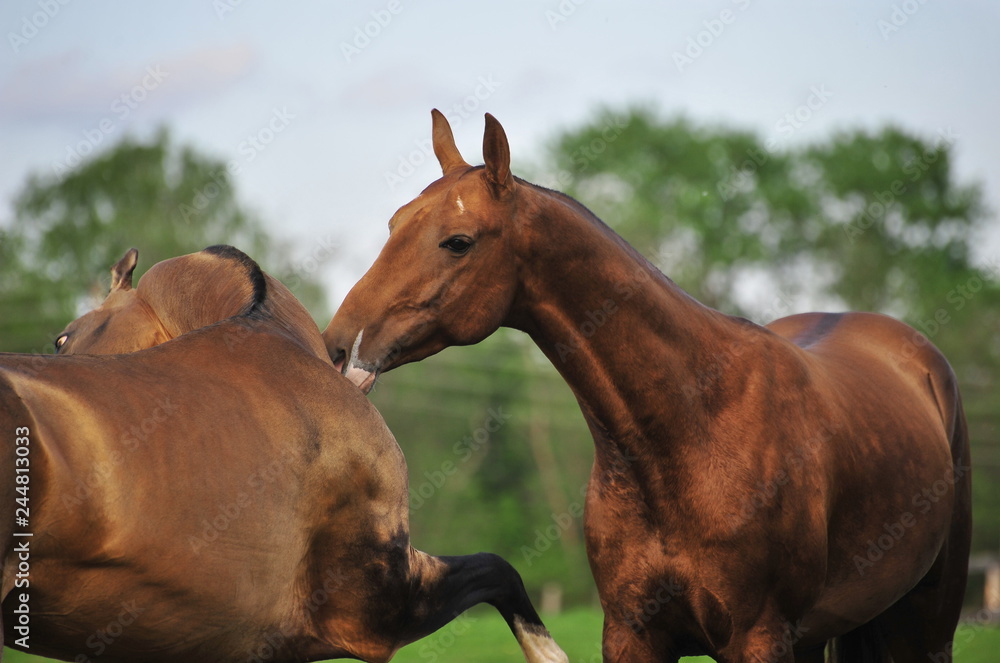 Akhal Teke Chestnut
