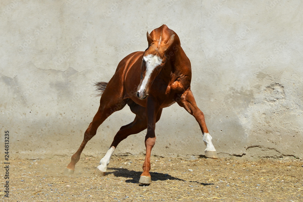 Akhal Teke Chestnut