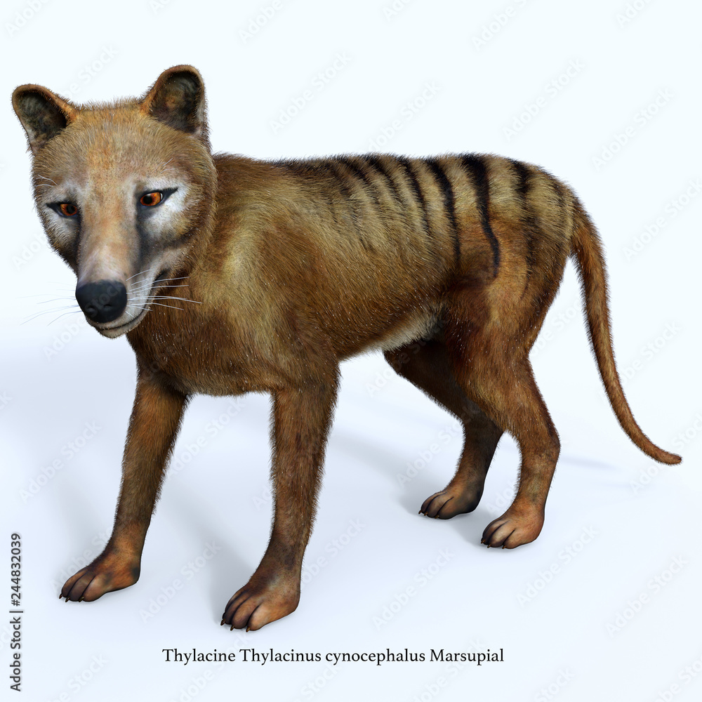 Thylacine Marsupial Side Profile with Font - The Thylacine marsupial ...