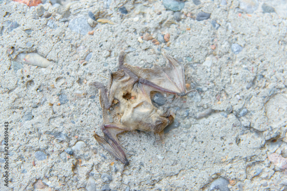 Dead bat. Rotting animal. The bat lies on the concrete. The death of a ...