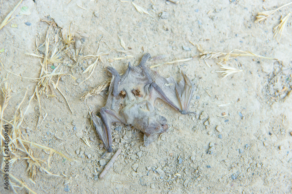 Dead bat. Rotting animal. The bat lies on the concrete. The death of a ...