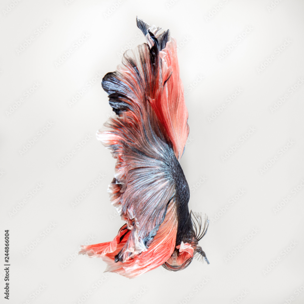 Siamese Fighting Fish - Siamese Fighting Fish also known as Betta is ...