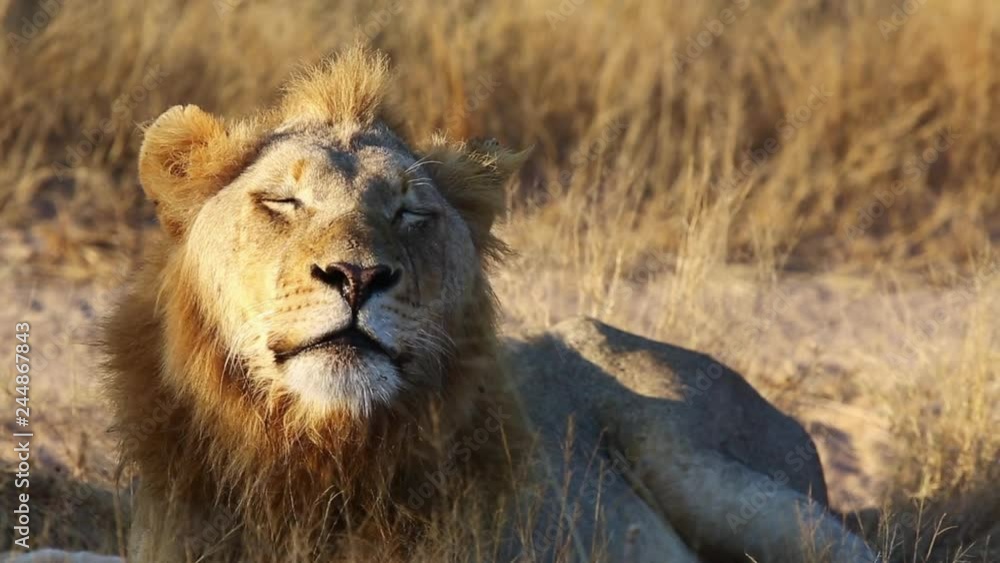Sad young lion mourning and calling out for his mother, after being ...