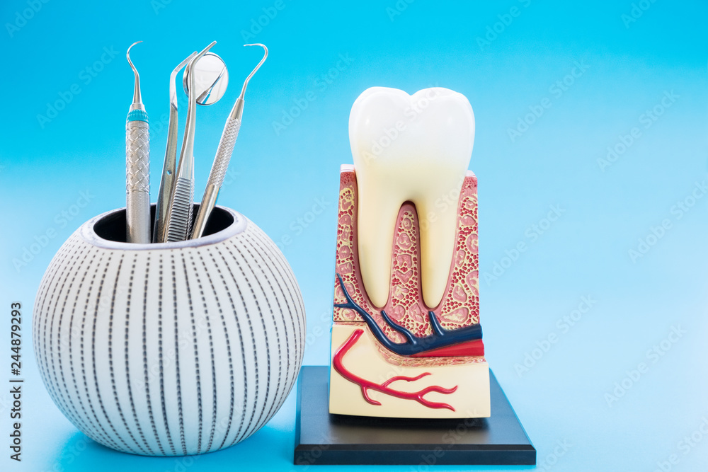 Dental tools and tooth anatomy on blue background. Stock Photo | Adobe ...