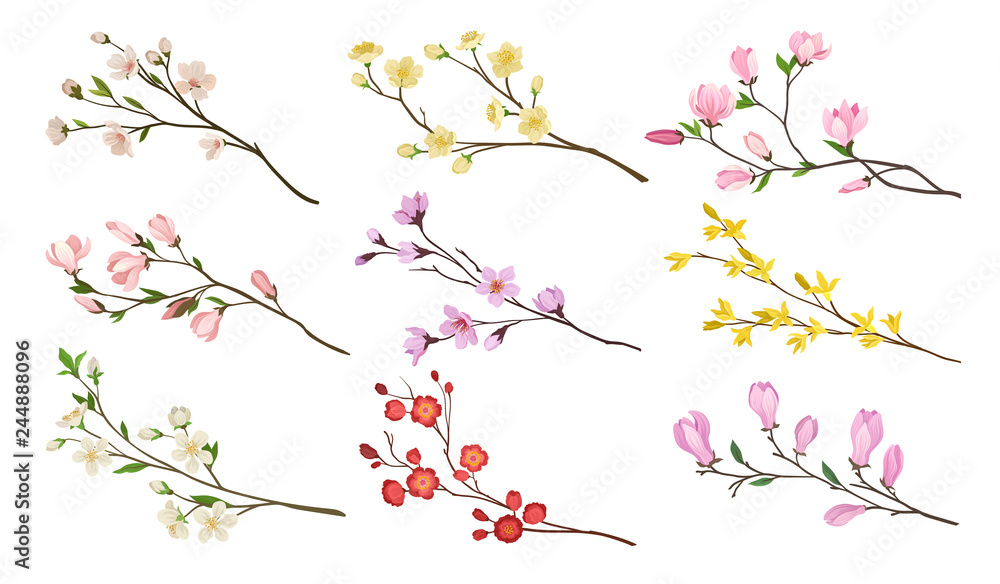 Set of blooming branches of fruit trees. Twigs with flowers and green ...