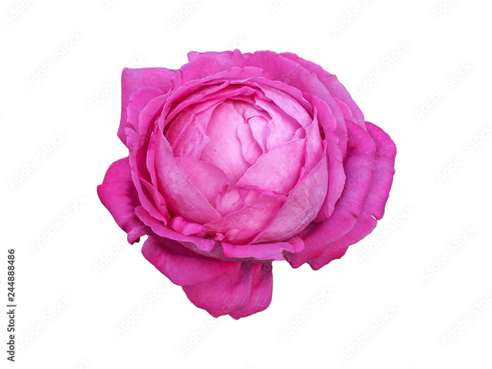 Cabbage pink rose, Old garden rose, Centifolia rose isolated on white ...