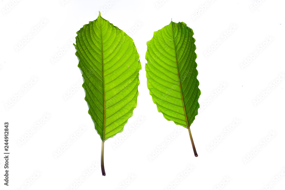 Mitragyna speciosa, commonly known ketum in Malaysia, is a tropical ...