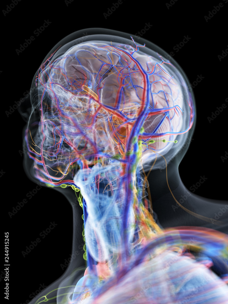3d rendered medically accurate illustration of the anatomy of the head ...