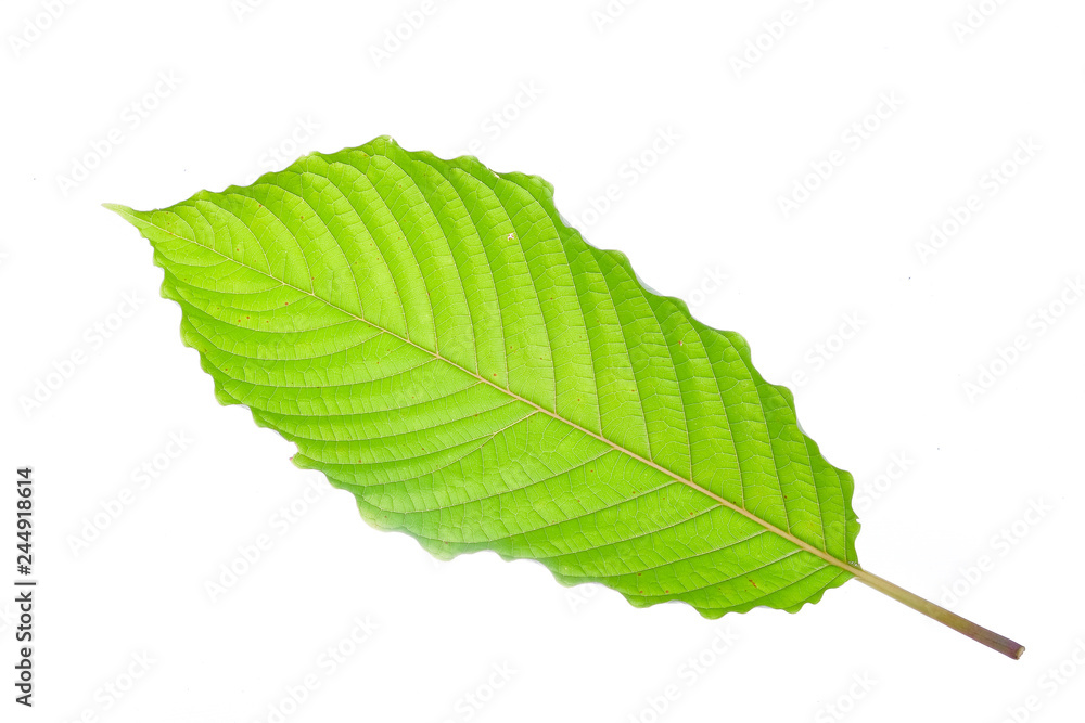 Mitragyna speciosa, commonly known ketum in Malaysia, is a tropical ...
