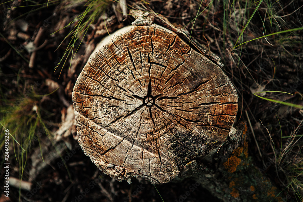 Dried tree stump in the forest, top view. Stock Photo | Adobe Stock