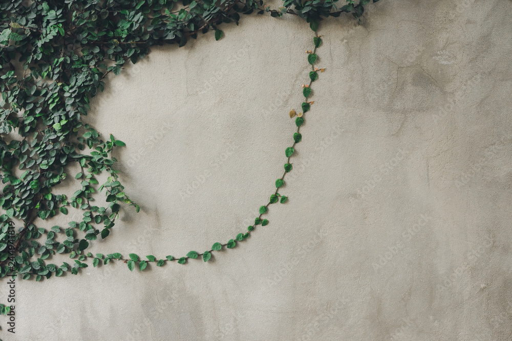 The wall is made of brick and then painted in white. There are creepers ...