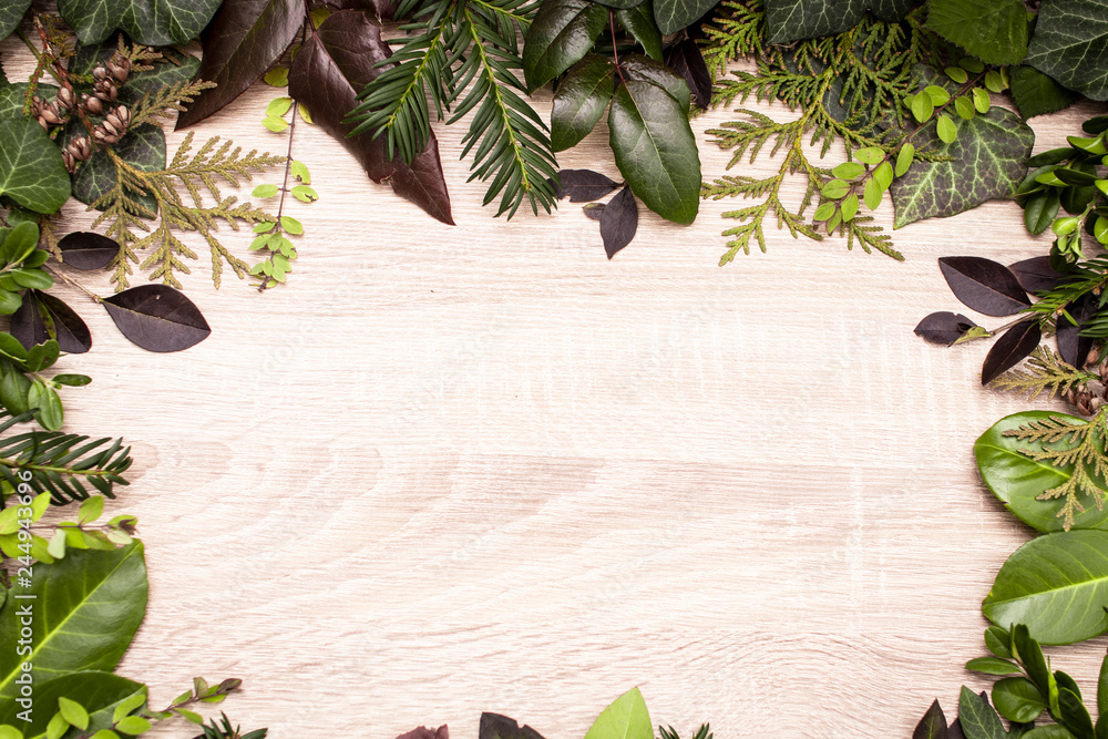 Leaves on a light background Stock Photo | Adobe Stock