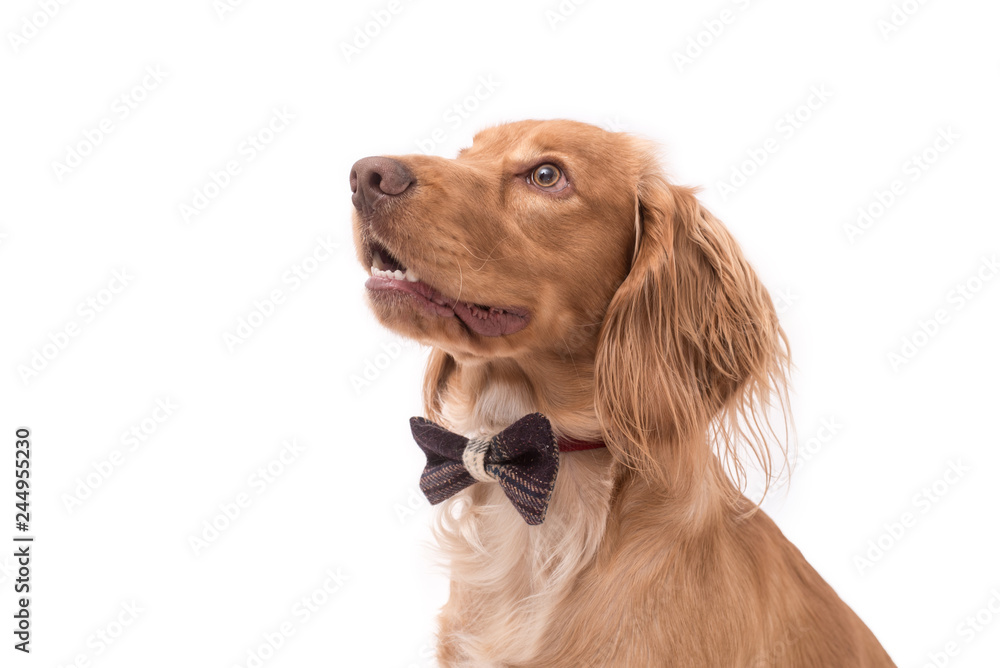 Golden cocker spaniel dog wearing a bow tie having a photo shoot ...