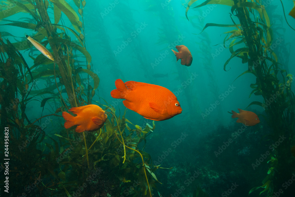 Orange Garibaldi Damsel Fish swimming between giant kelp plants Stock ...