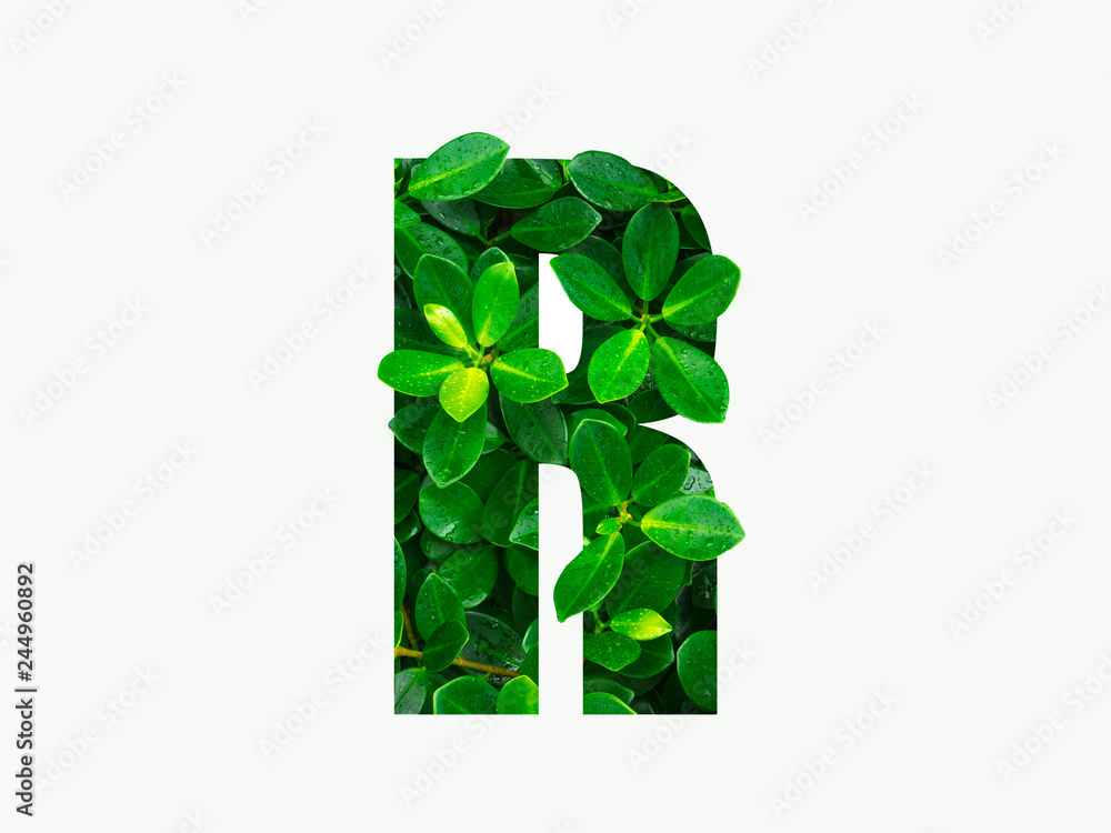 Nature concept alphabet of green leaves in alphabet letter R Stock ...