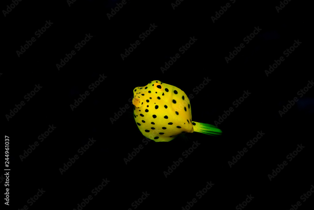 Baby Boxfish