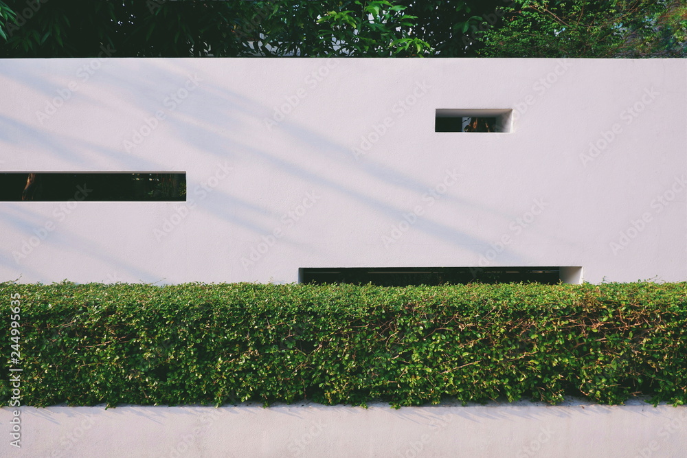 Front view of green bush fence row with sunlight and shadow on white ...