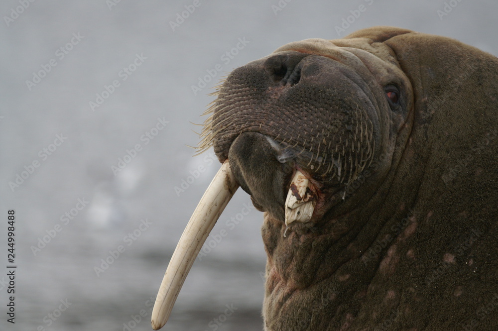 głowa starego potężnego lwa morskiego z odłamanym klem z bliska Stock ...