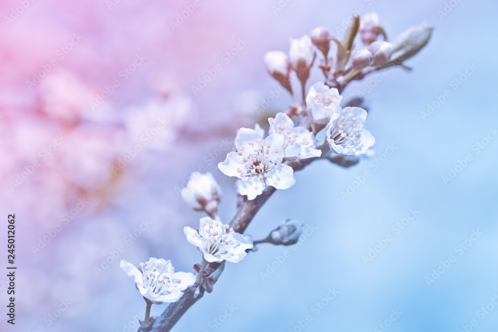 Flowers of Nanking cherry, Prunus tomentosa, Korean, Manchu, downy ...