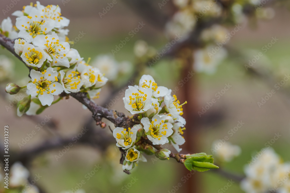 Flowers of Nanking cherry, Prunus tomentosa, Korean, Manchu, downy ...