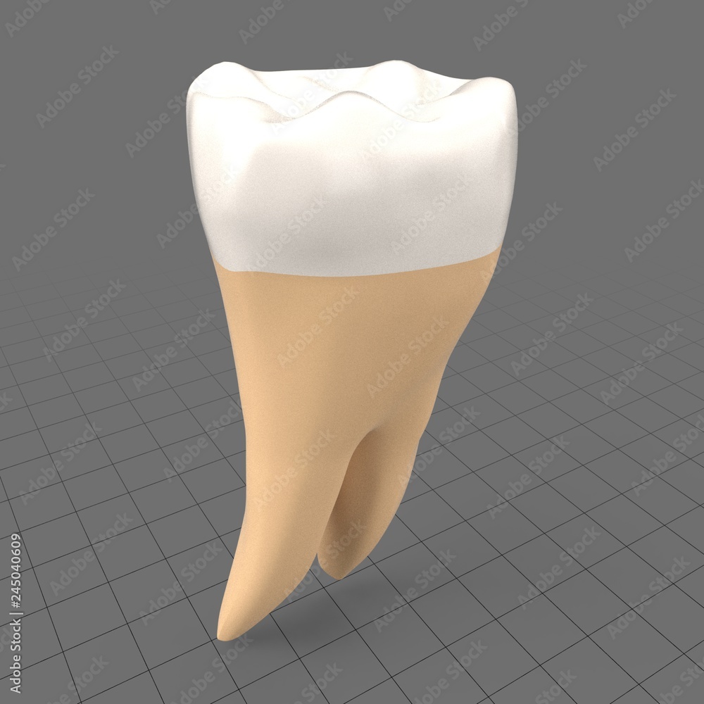 Stylized human first molar tooth Stock 3D asset | Adobe Stock