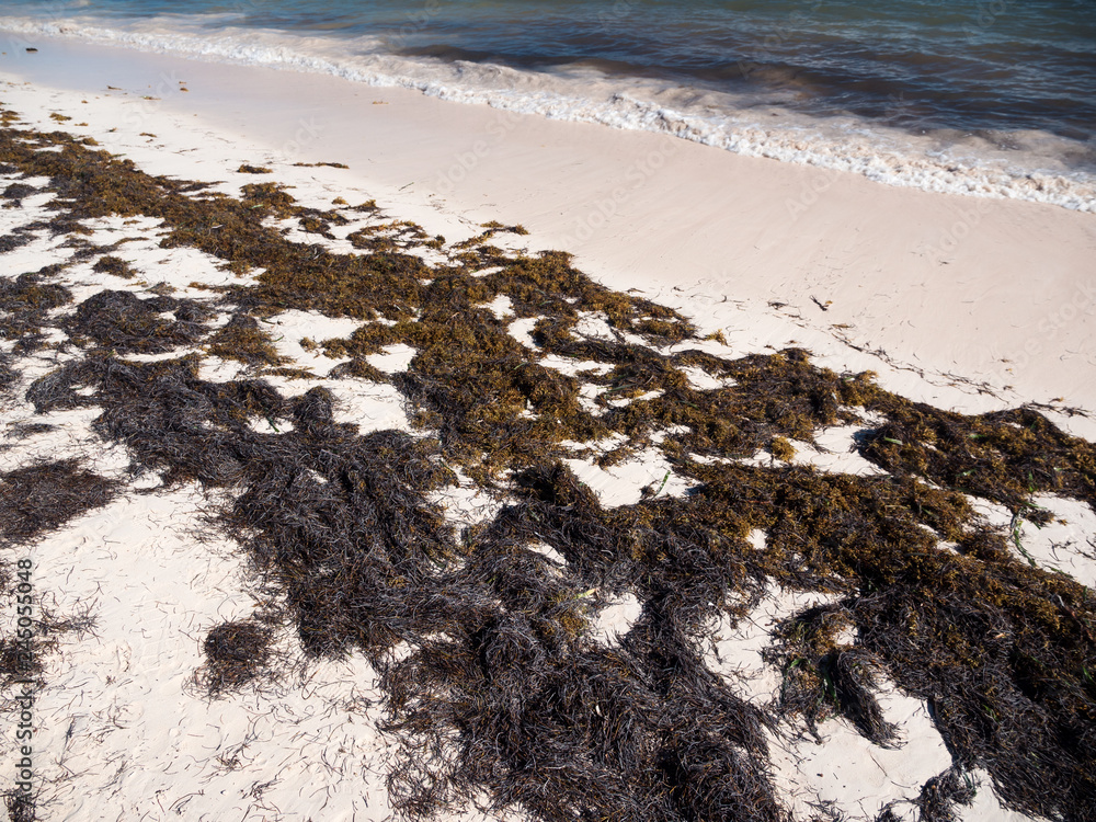 Tropical beach with sargassum algae Stock Photo | Adobe Stock