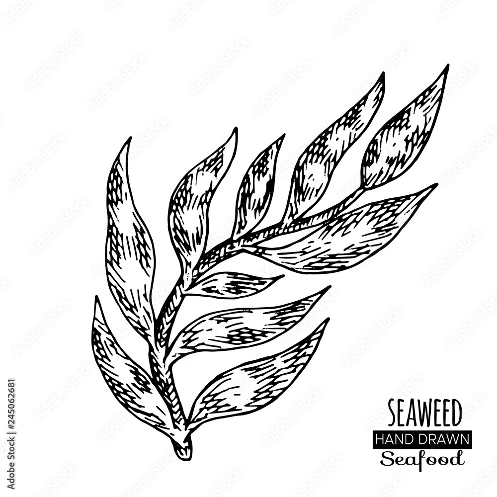 Hand drawn seaweed. Underwater flora, sea water seaweeds aquarium kelp ...