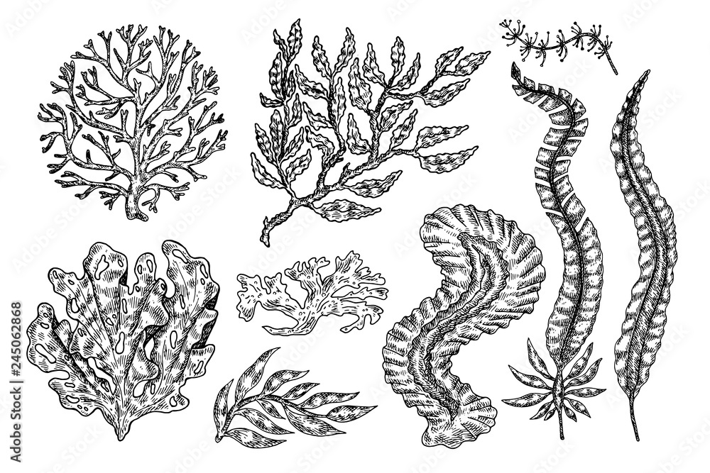 Hand drawn seaweed. Underwater flora, sea water seaweeds aquarium kelp ...