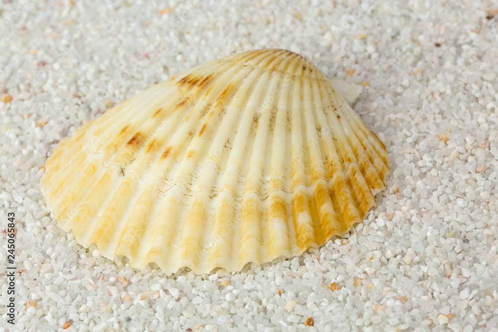Sea shell on Beach Sand. Close up Stock Photo | Adobe Stock