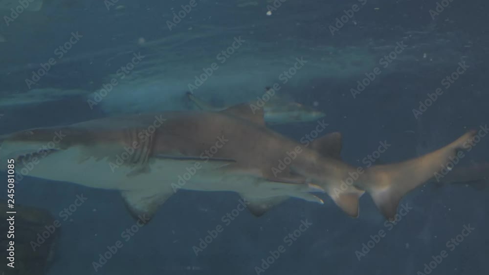 Shark and various kinds of fish swimming in the main tank. A fish tank ...