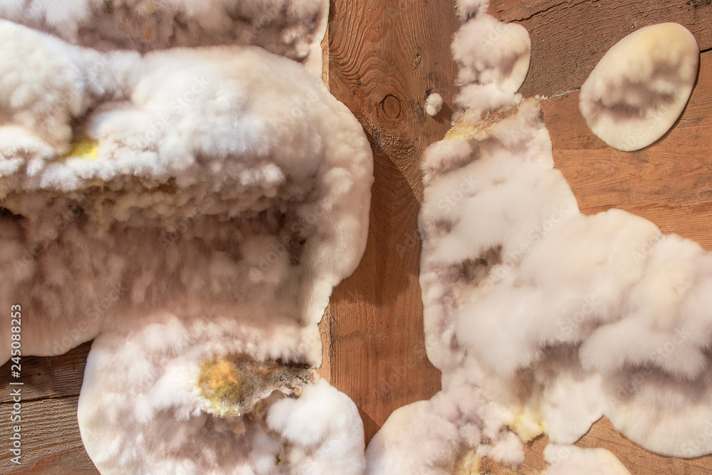 White yellow fluffy mold fungus on wooden board in cellar, attic ...