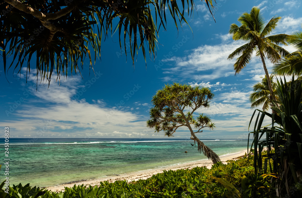Beach with palm trees on the south pacific island of Tonga. Stock Photo ...