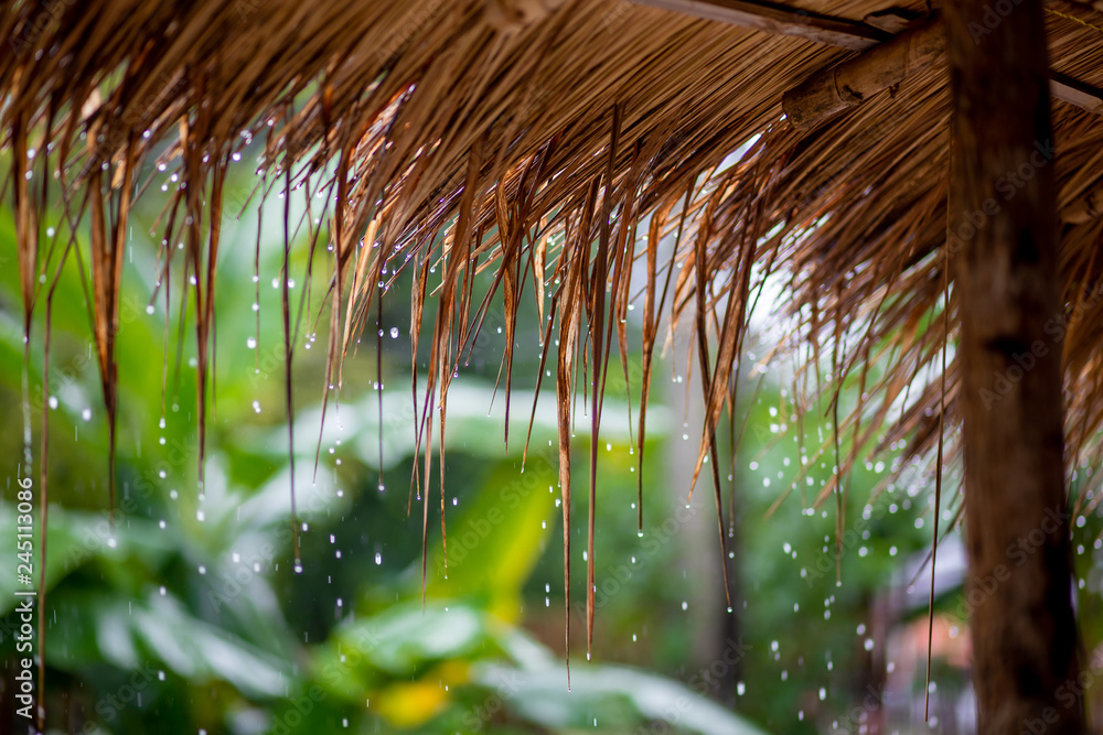 water drop falling from the straw roof, Raining background. happy day ...