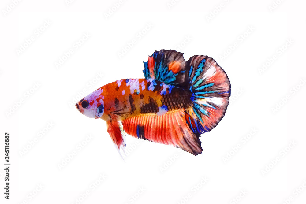 Multi Colored Betta Fish