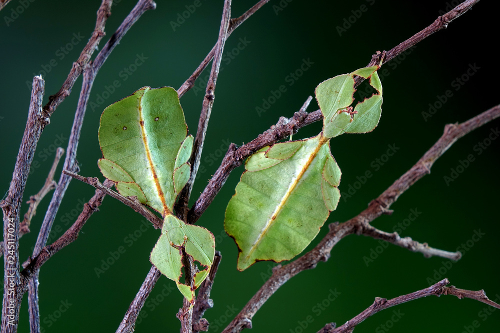 Leaf insect (Phyllium westwoodii) Green leaf insect or Walking leaves ...