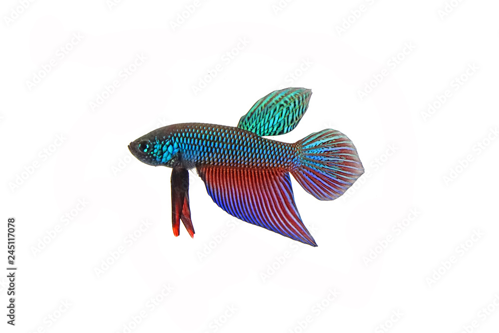 Wild Betta Fish