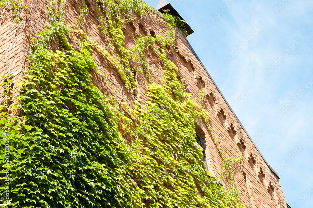 The elegant effect of ivy. House building covered with ivy. Old house ...